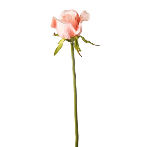 Peach Roses - Realistic - With Option of Floating Transparent Water Ge ...