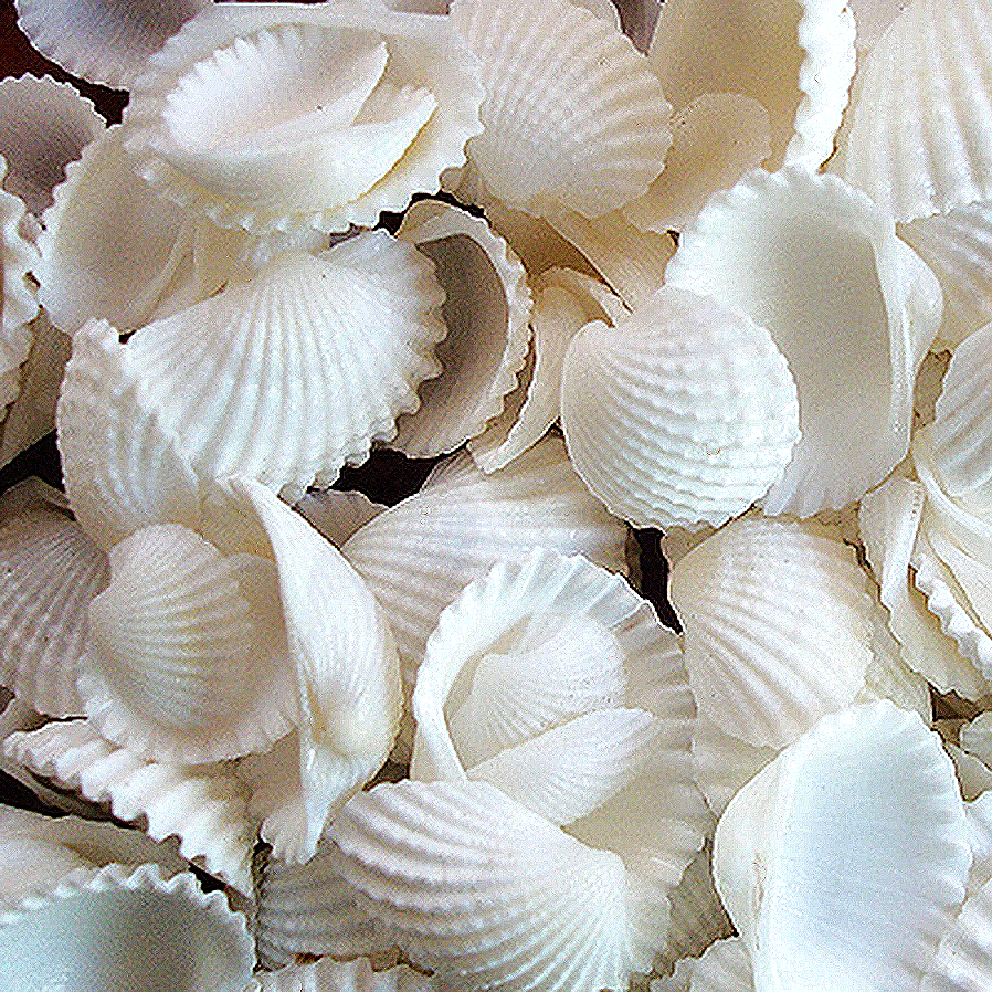 100 Floating White Seashells- White Coral Reef-Pearls-Aqua Sea Color G ...