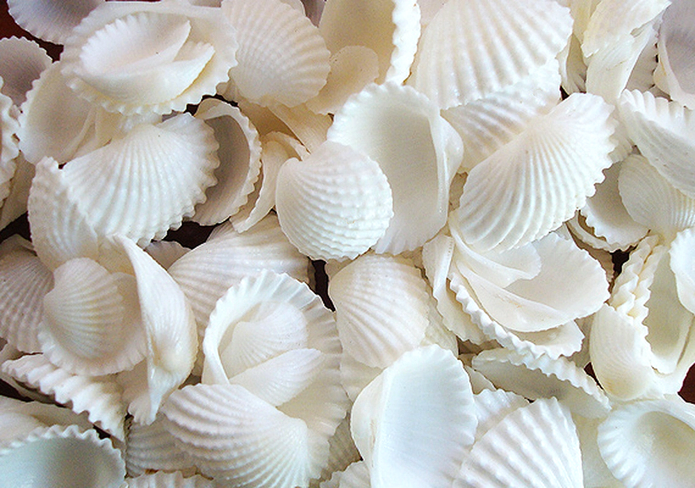 100 Floating White Seashells-White Coral Reef-Pearls-Vivid Aqua Sea Co ...