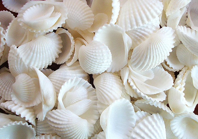 100 Floating White Seashells-White Coral Reef-Pearls-Vivid Aqua Sea Co ...